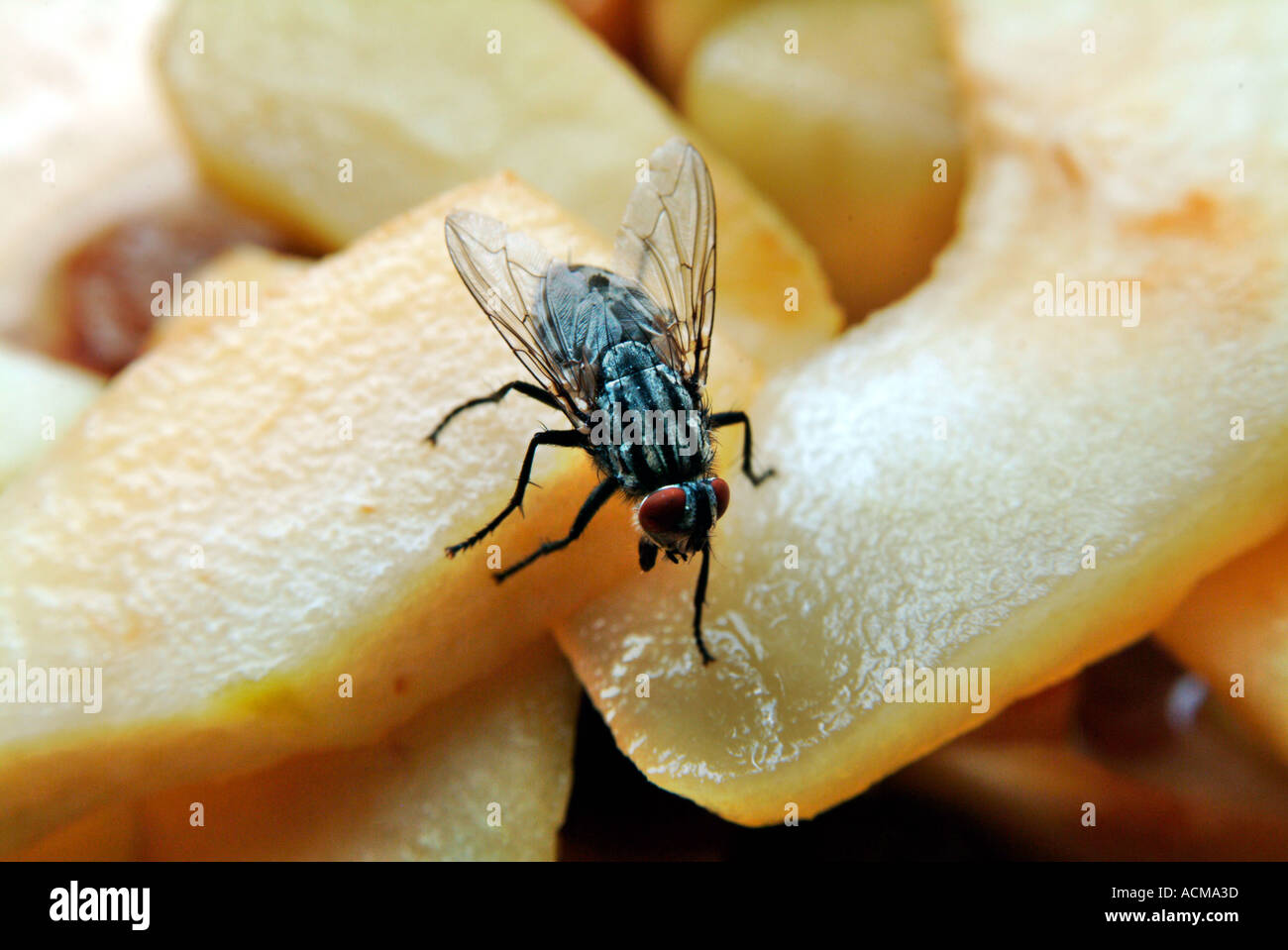 fly on fruit salad with apples and raisins Stock Photo - Alamy