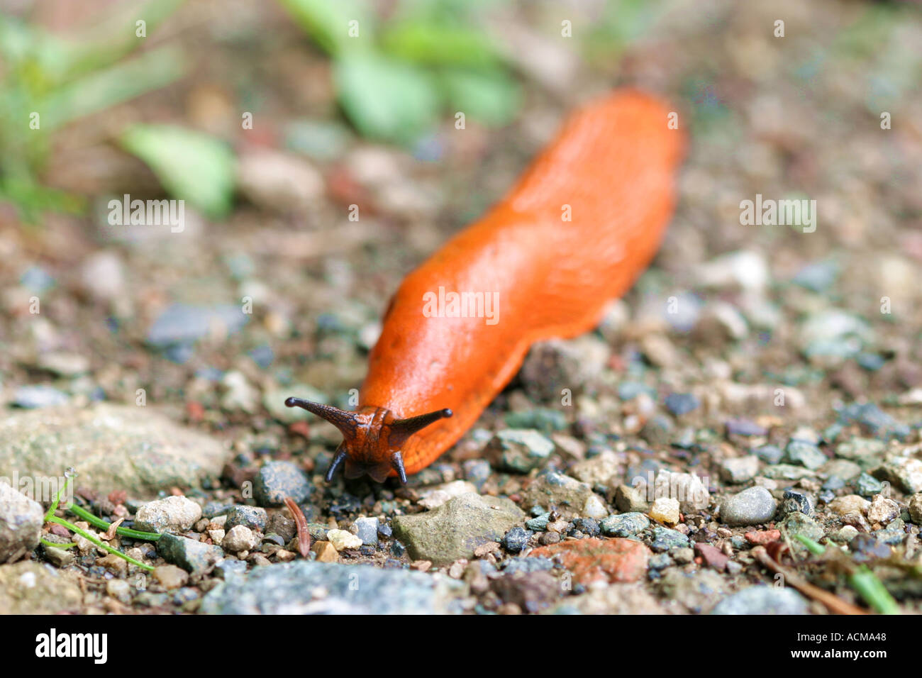 slug garden pest Stock Photo - Alamy