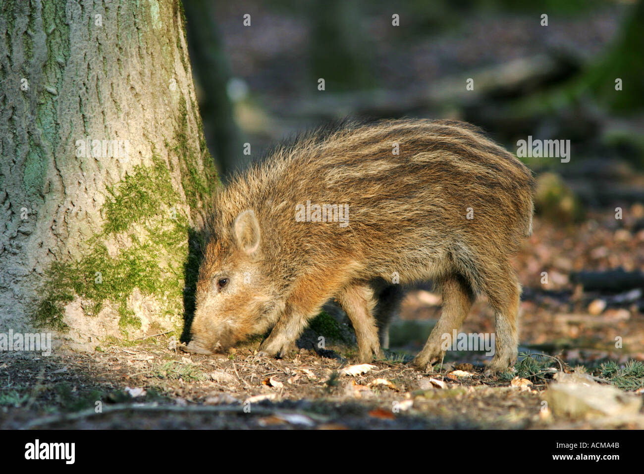 wild boar shoat in spot light Stock Photo - Alamy