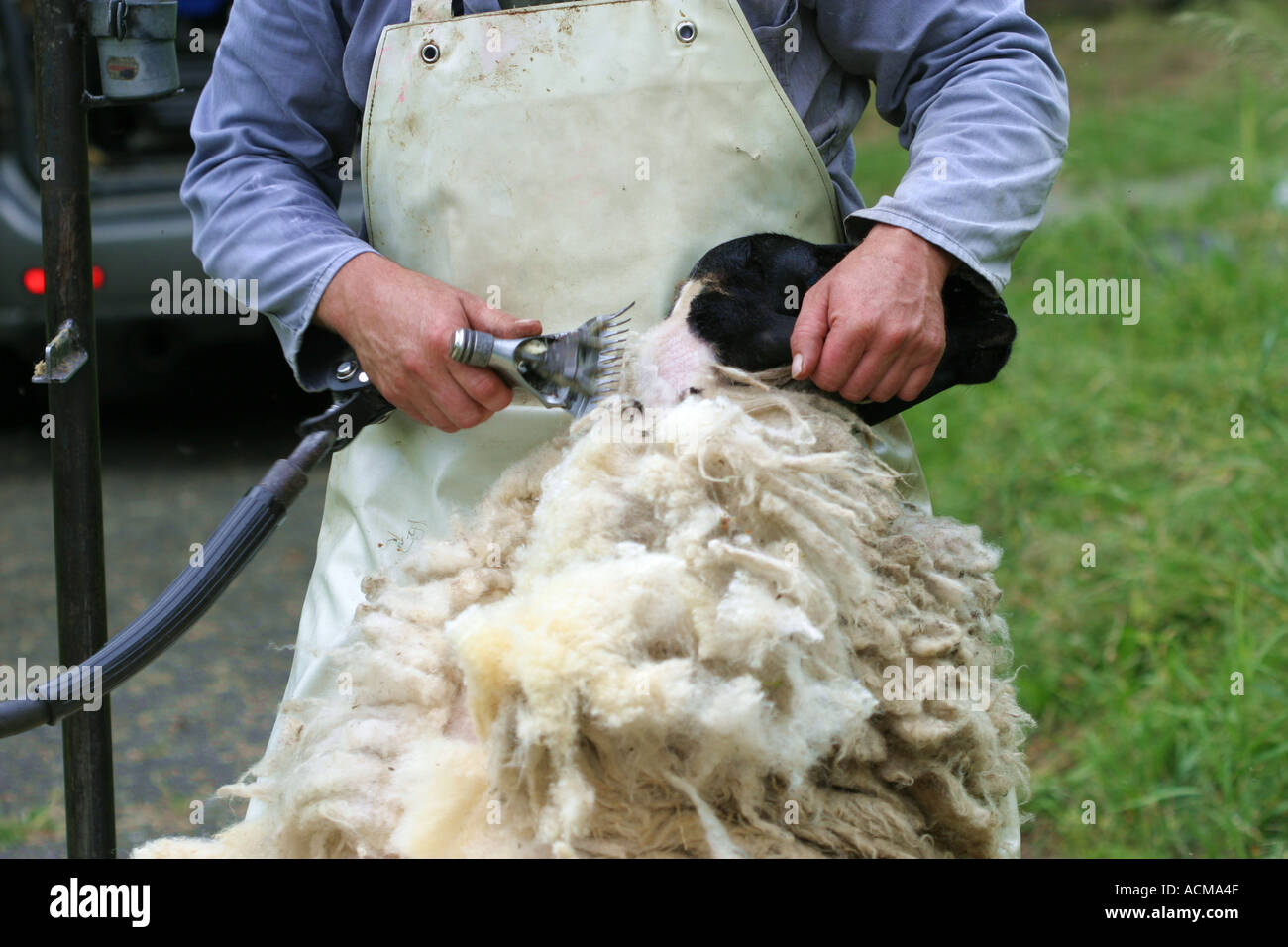 shearing of a sheep with a electrical scissor Stock Photo - Alamy
