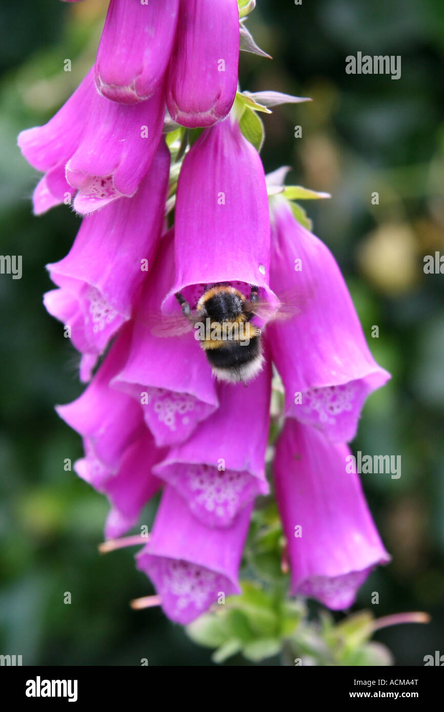 Foxglove and honey bees hi-res stock photography and images - Alamy