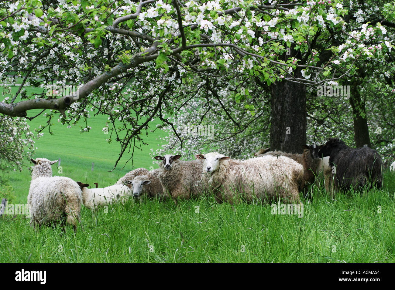 Sheps hi-res stock photography and images - Alamy