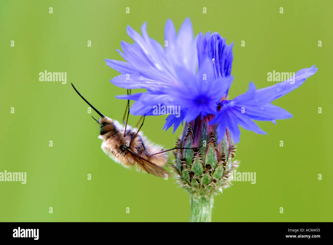 corn flower with insect Stock Photo - Alamy