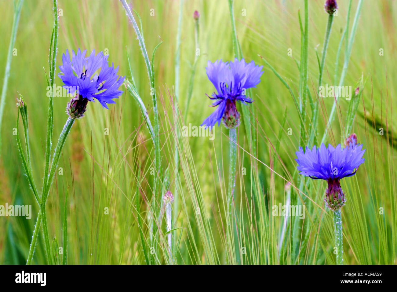 corn flowers in a grain field Stock Photo - Alamy