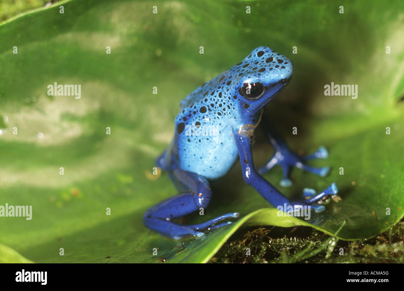 blue poison Dart frog / Dendrobates tinctorius azureus Stock Photo - Alamy