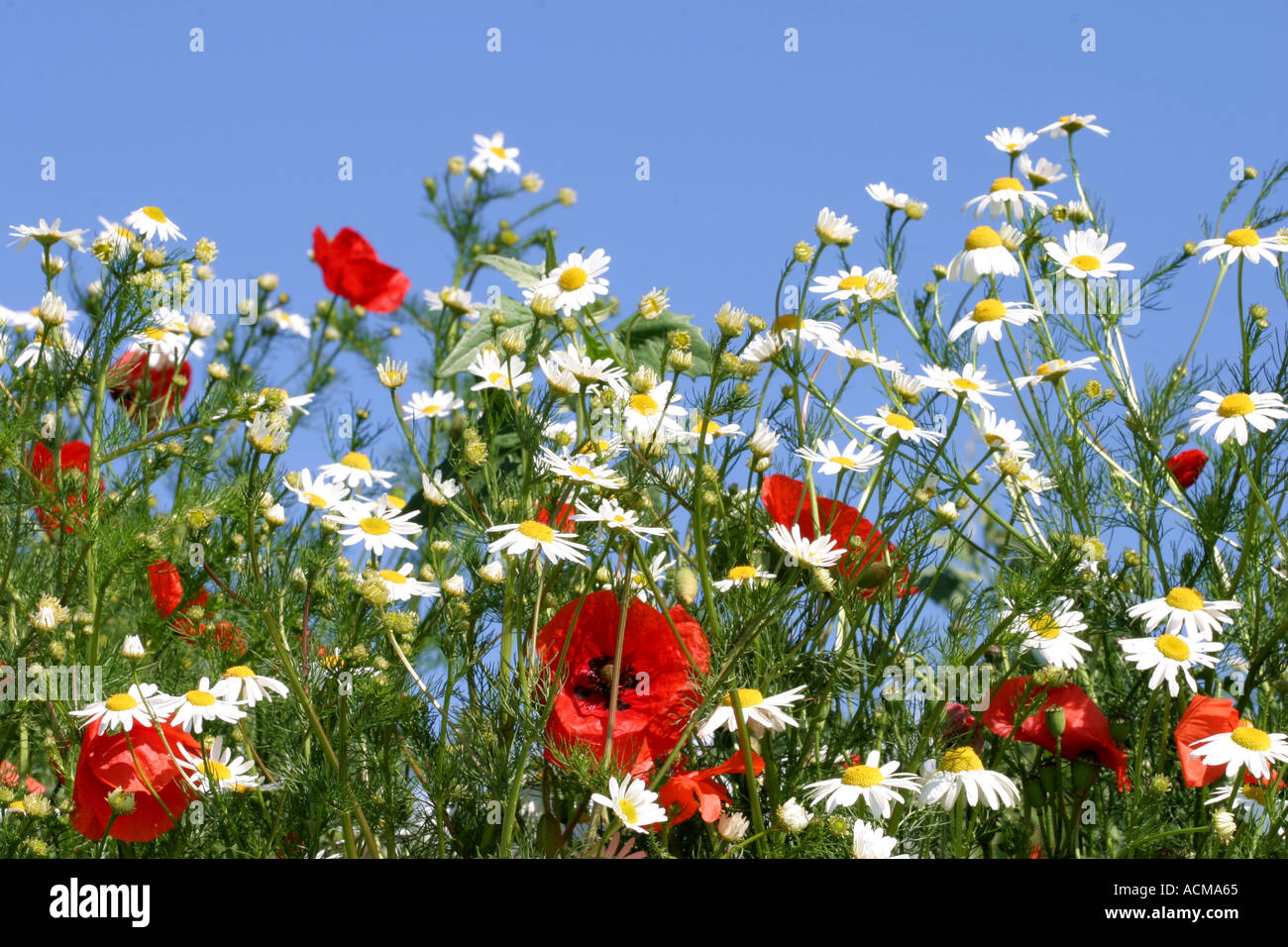 meadow with corn poppy and carnomile Stock Photo - Alamy