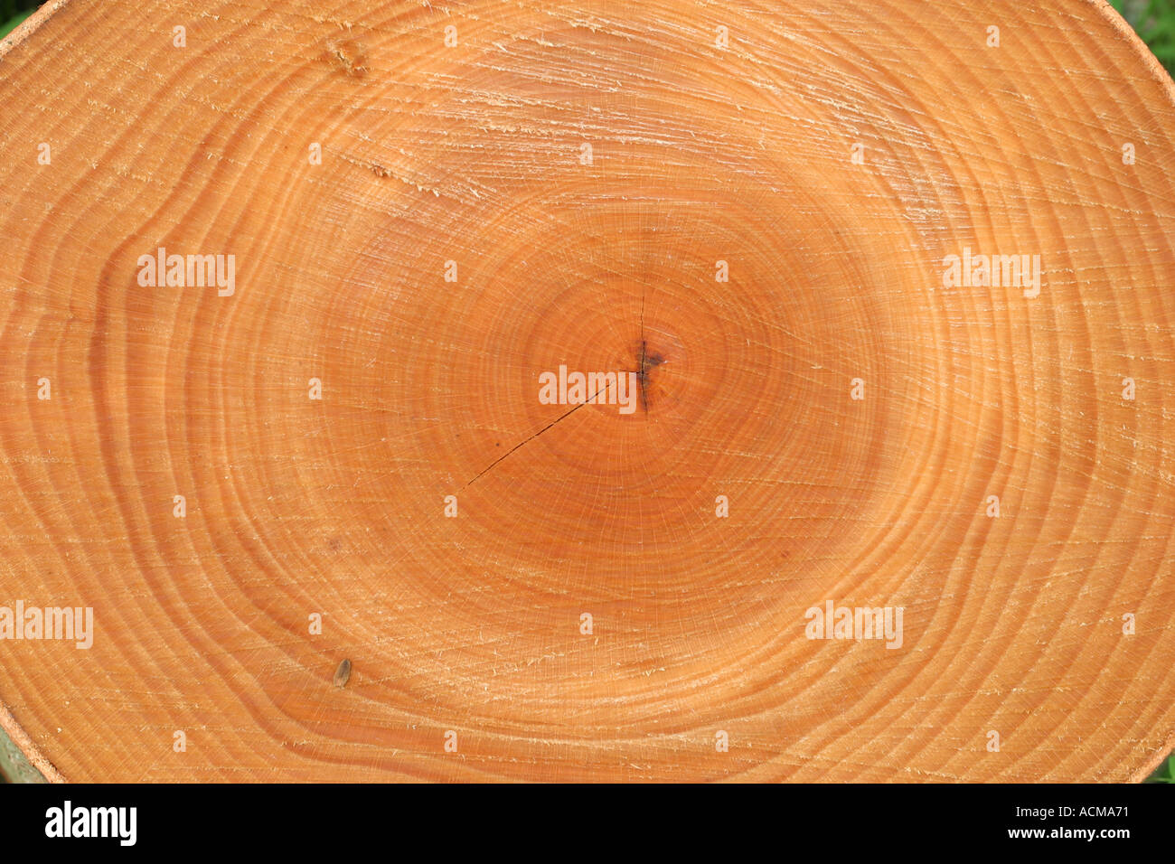 annual rings of a tree Stock Photo - Alamy