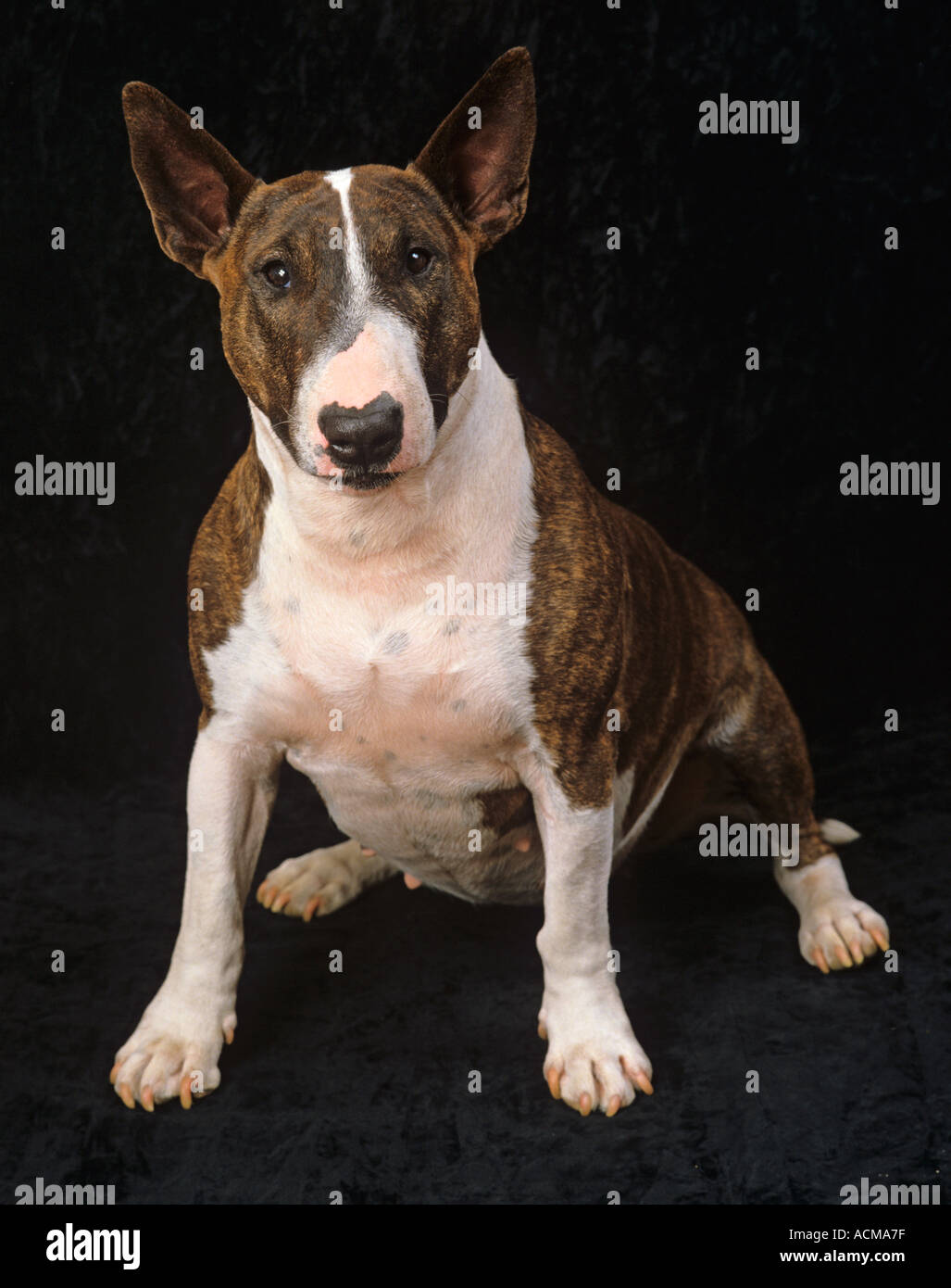 Bull Terrier Dog Stock Photo - Alamy