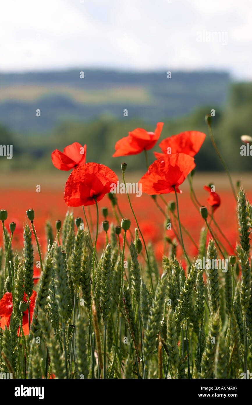 corn poppy in a grain field Stock Photo - Alamy