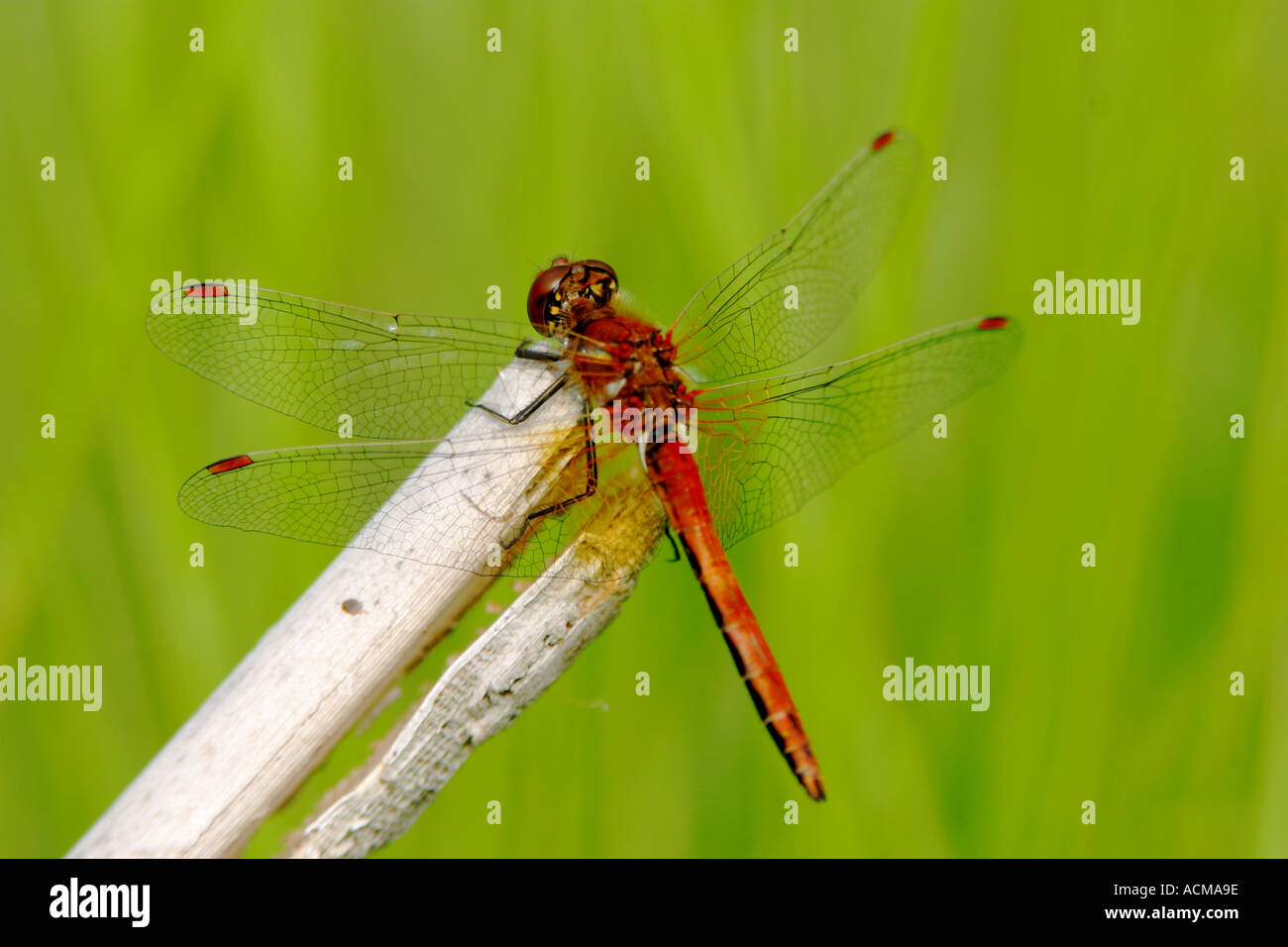male of a dragonfly Sympetrum sanguineum Stock Photo - Alamy