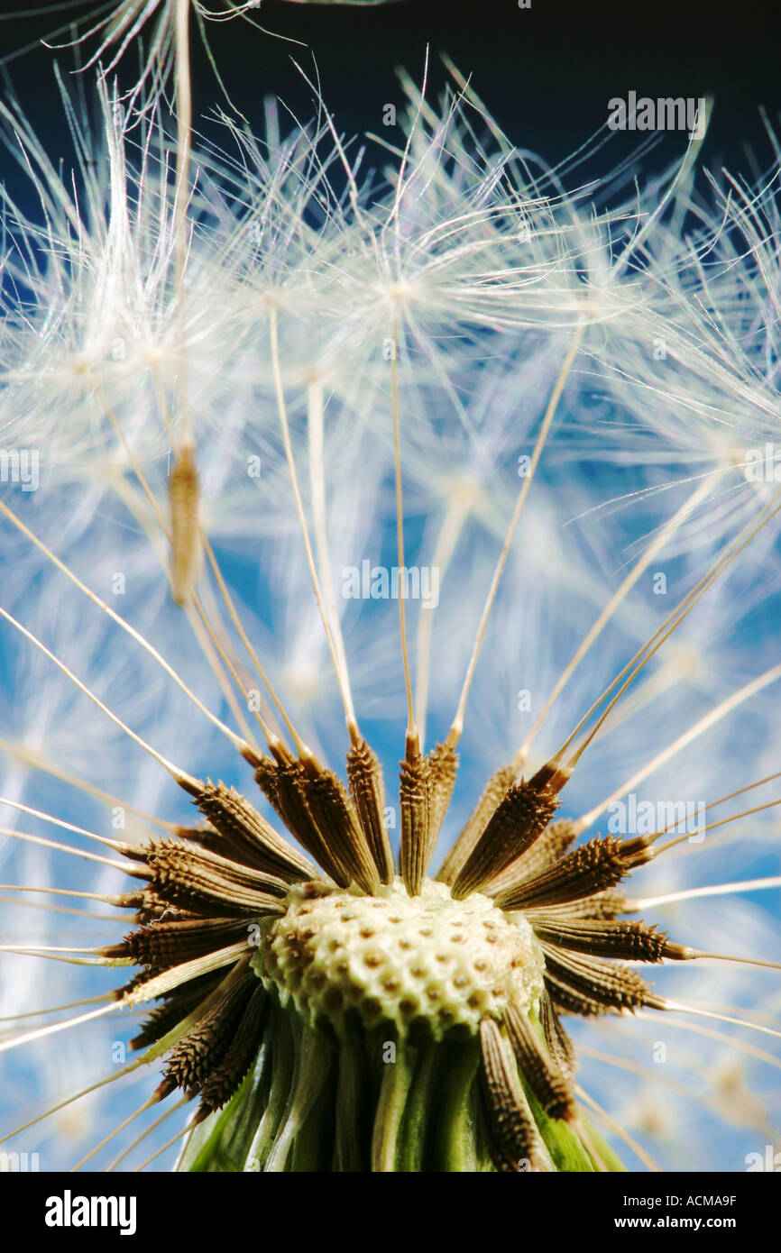 seed of the dandelion blowball Stock Photo - Alamy