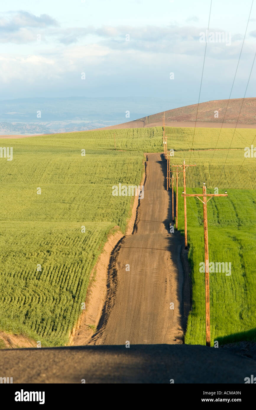 Undulating country road, wheat & barley fields Stock Photo - Alamy