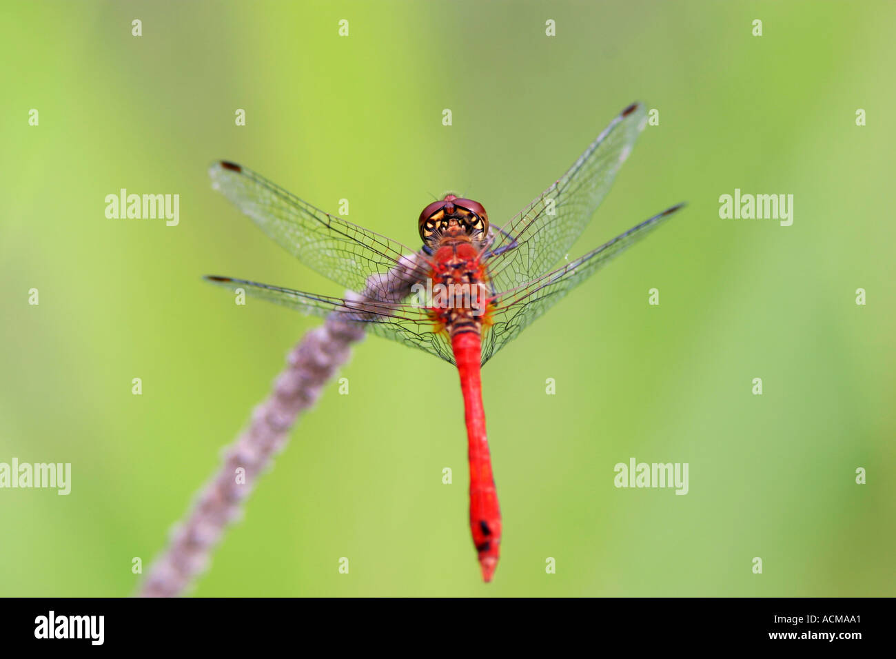 male of a dragonfly Sympetrum sanguineum Stock Photo - Alamy