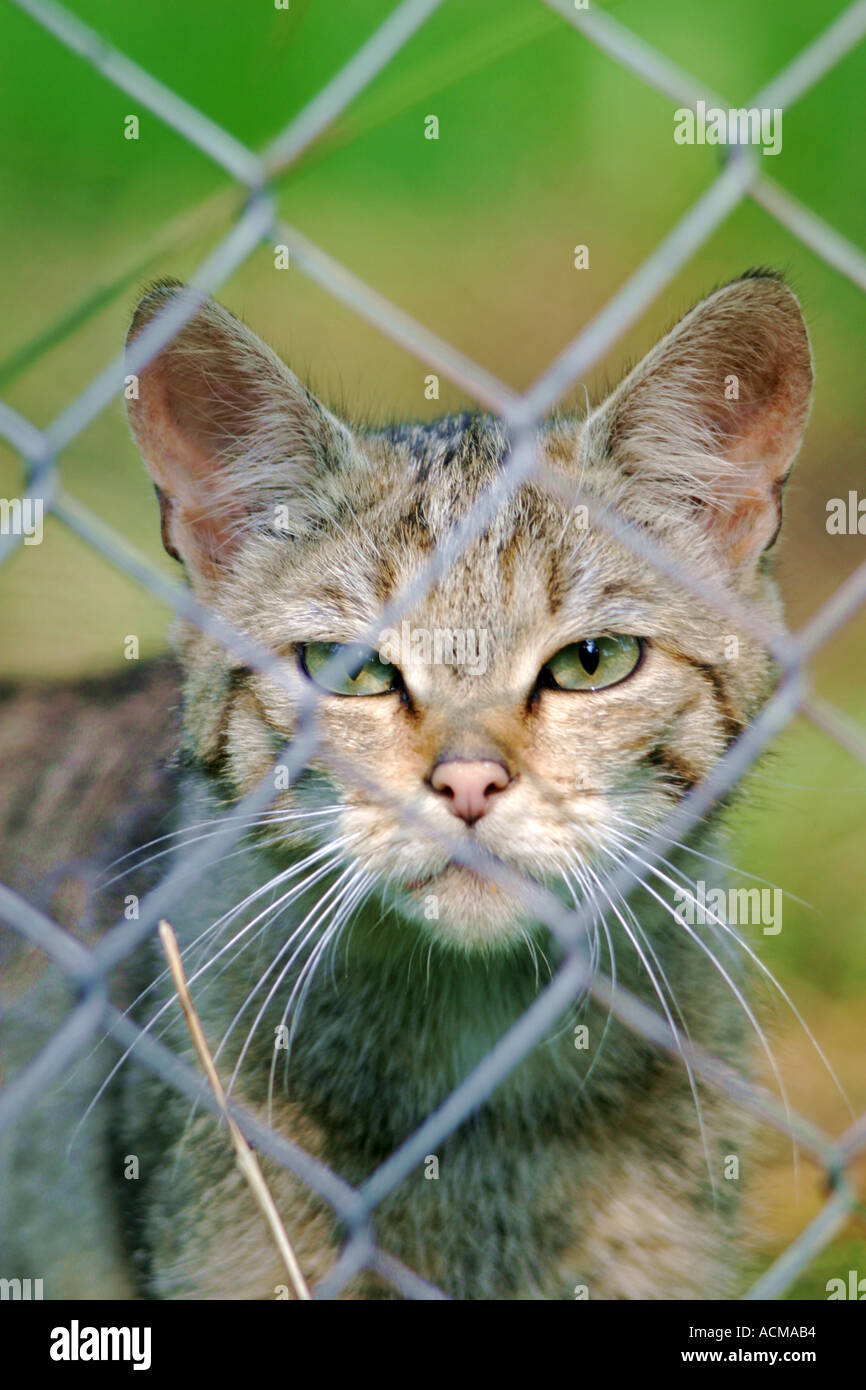 european wildcat Felis sylvestris captive Stock Photo - Alamy