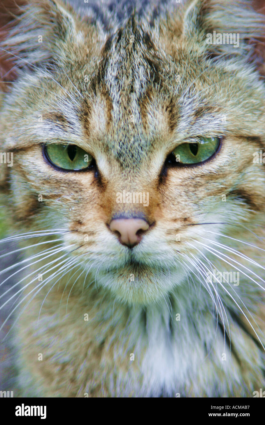 european wildcat Felis sylvestris captive Stock Photo - Alamy