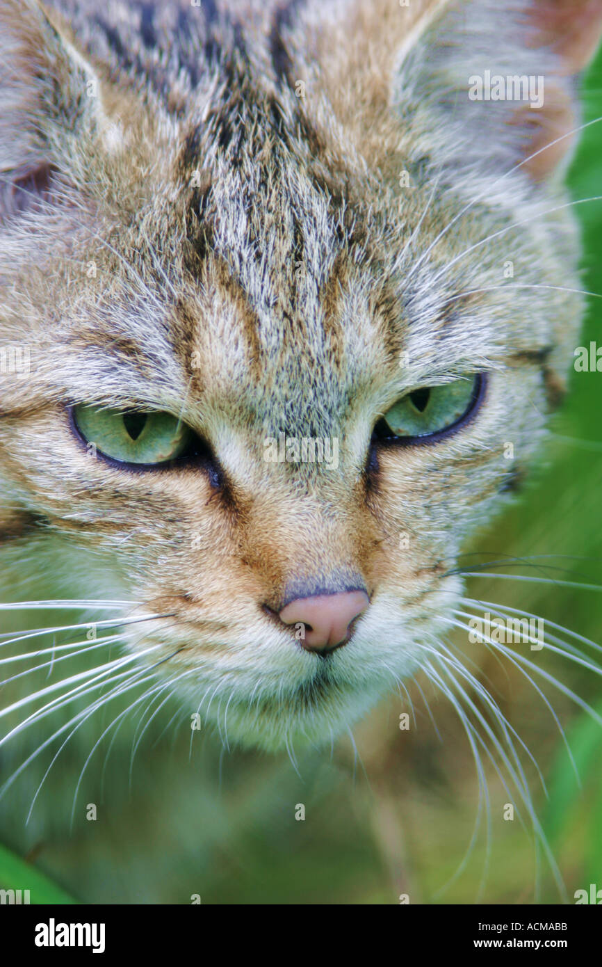european wildcat Felis sylvestris captive Stock Photo - Alamy