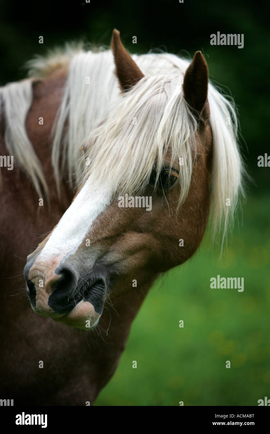 Close-up of a horse Stock Photo - Alamy