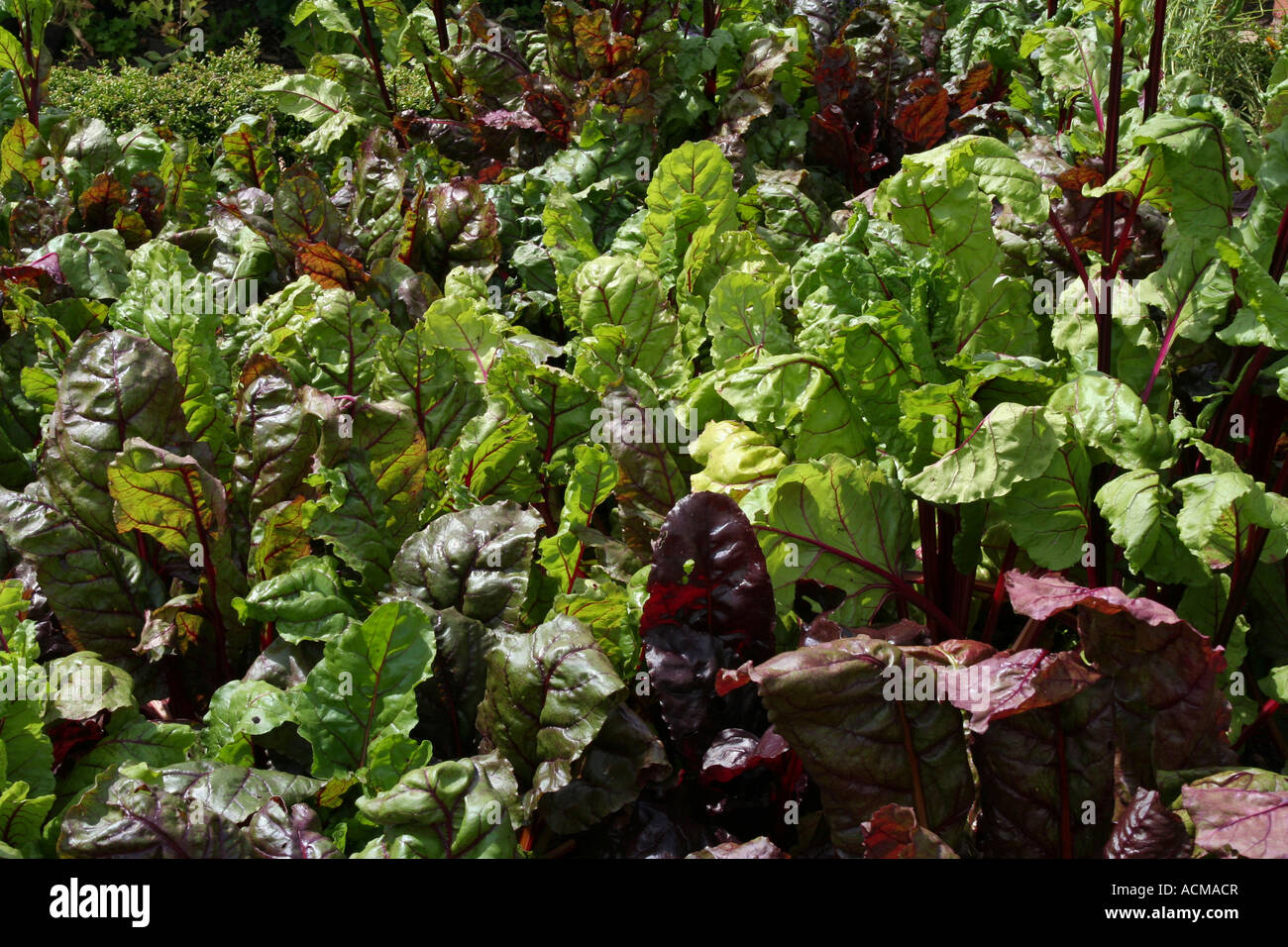 Chard with its green leaves and purple stems Stock Photo - Alamy