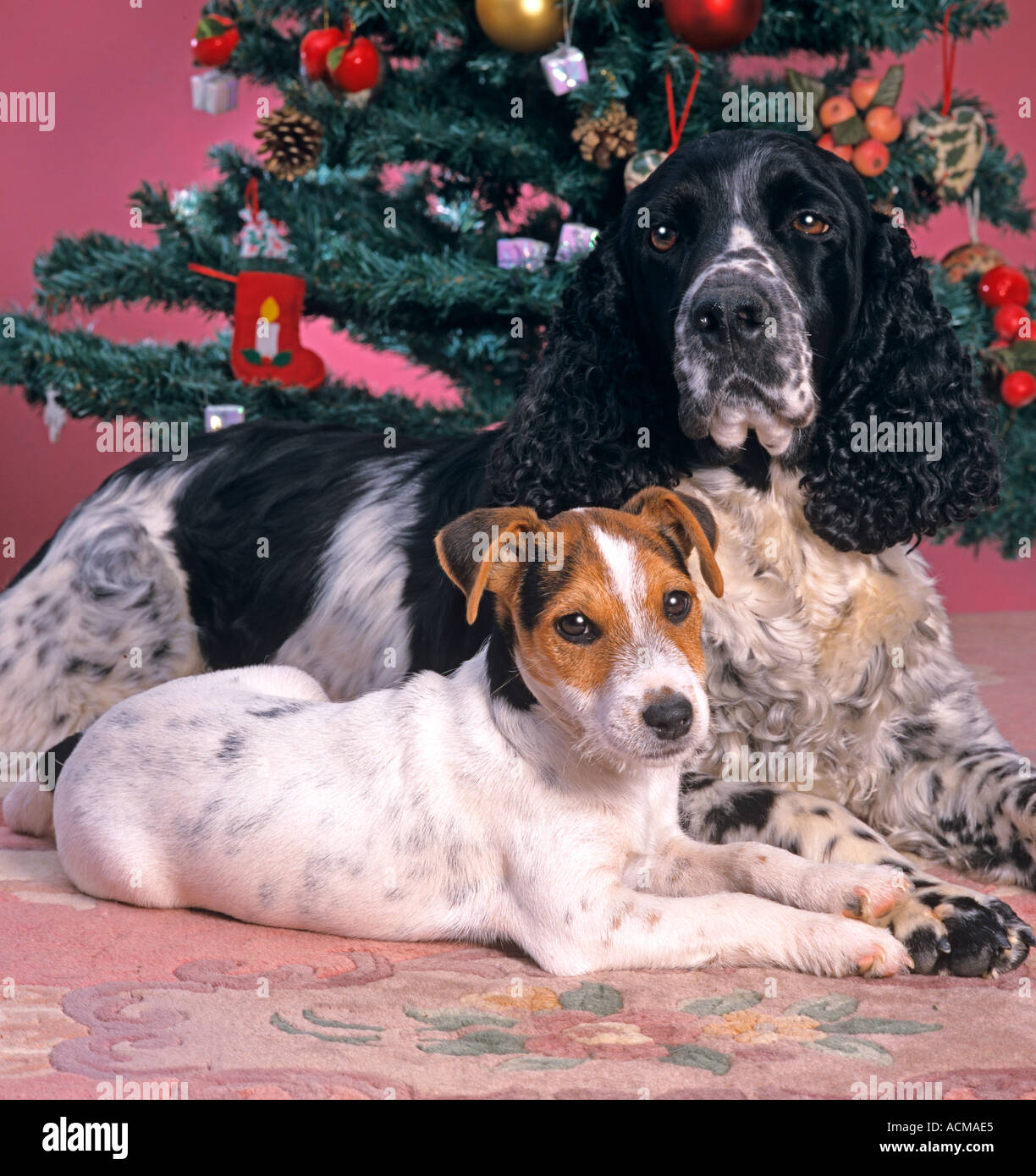 English Springer Spaniel and Jack Russell Terrier Christmas Stock Photo ...