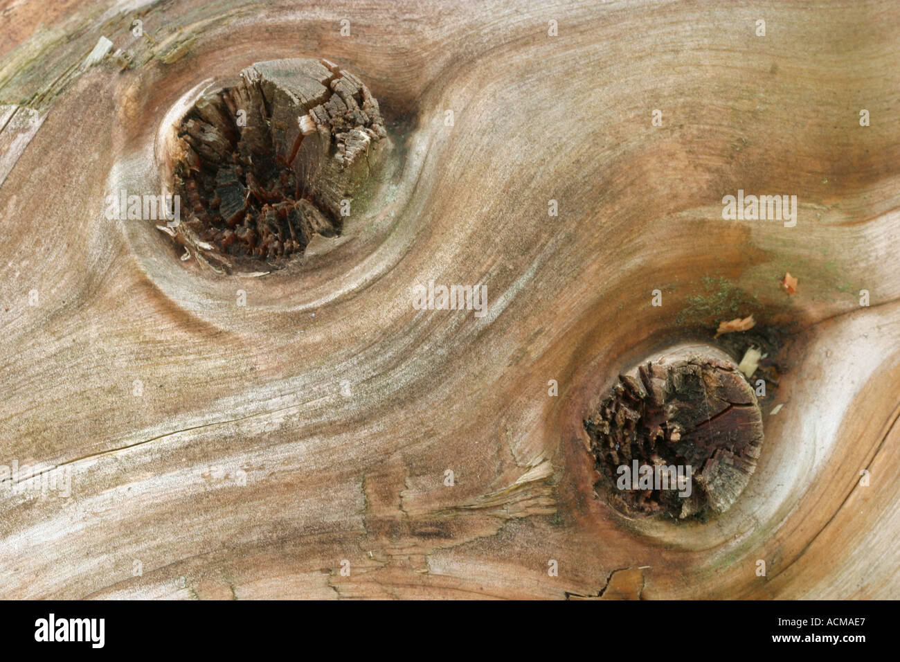 branches into the trunk Stock Photo - Alamy