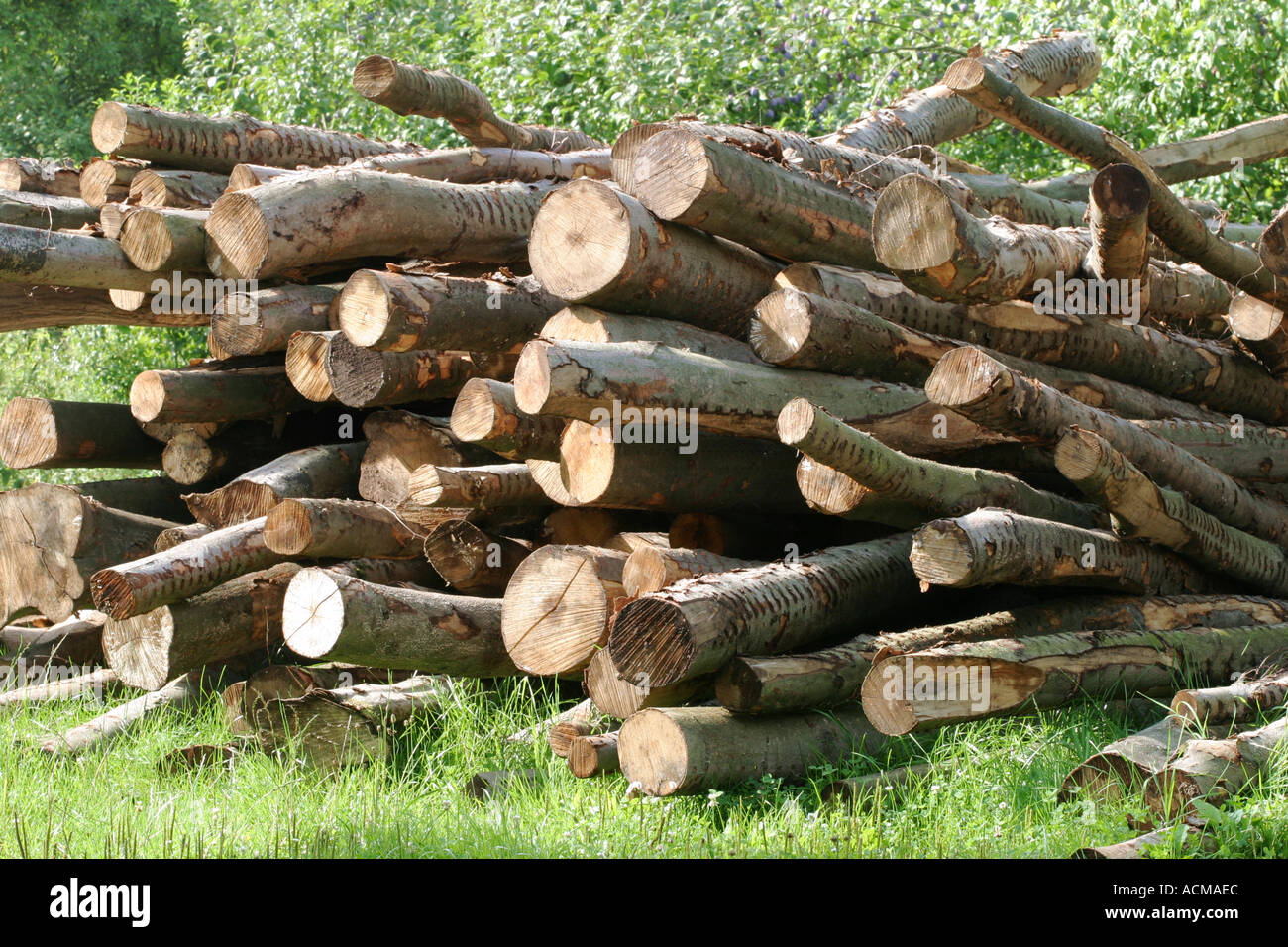 beech trunks fire wood Stock Photo - Alamy