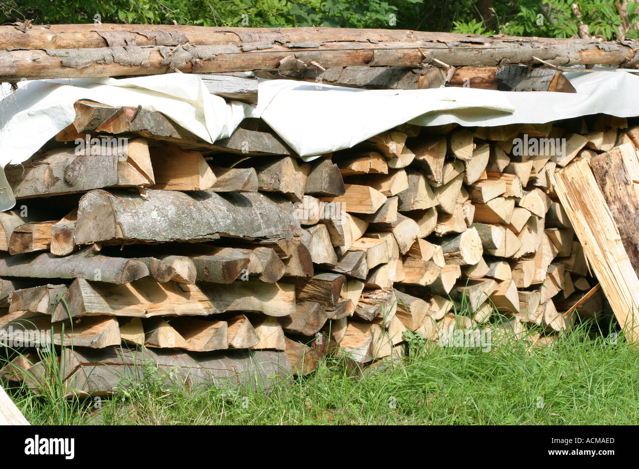 beech trunks fire wood Stock Photo - Alamy