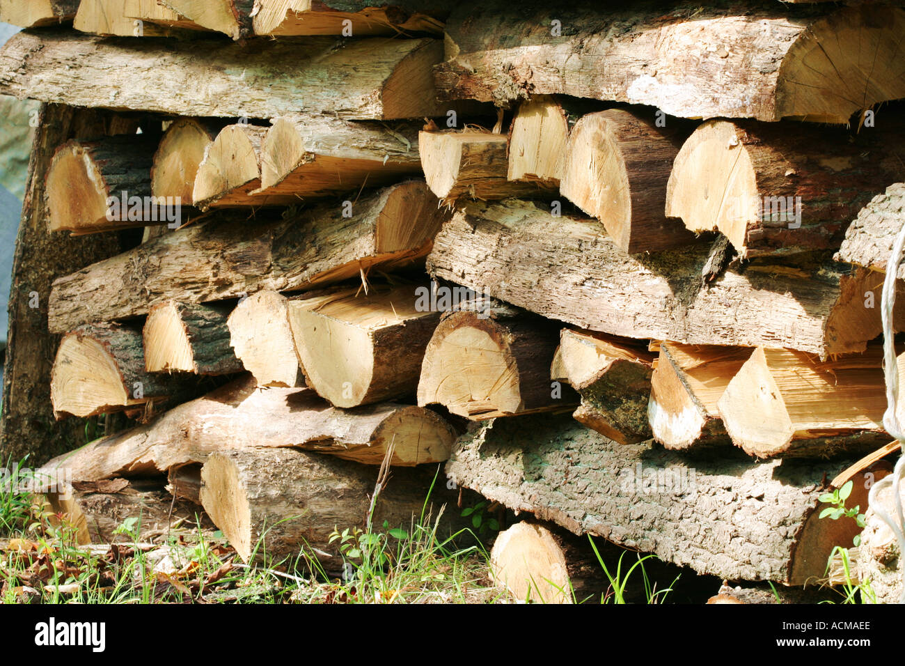 beech trunks fire wood Stock Photo - Alamy