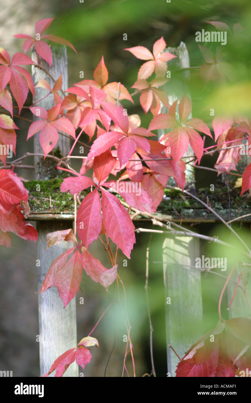 autumnal colored virginia creeper on a garden fence Stock Photo - Alamy