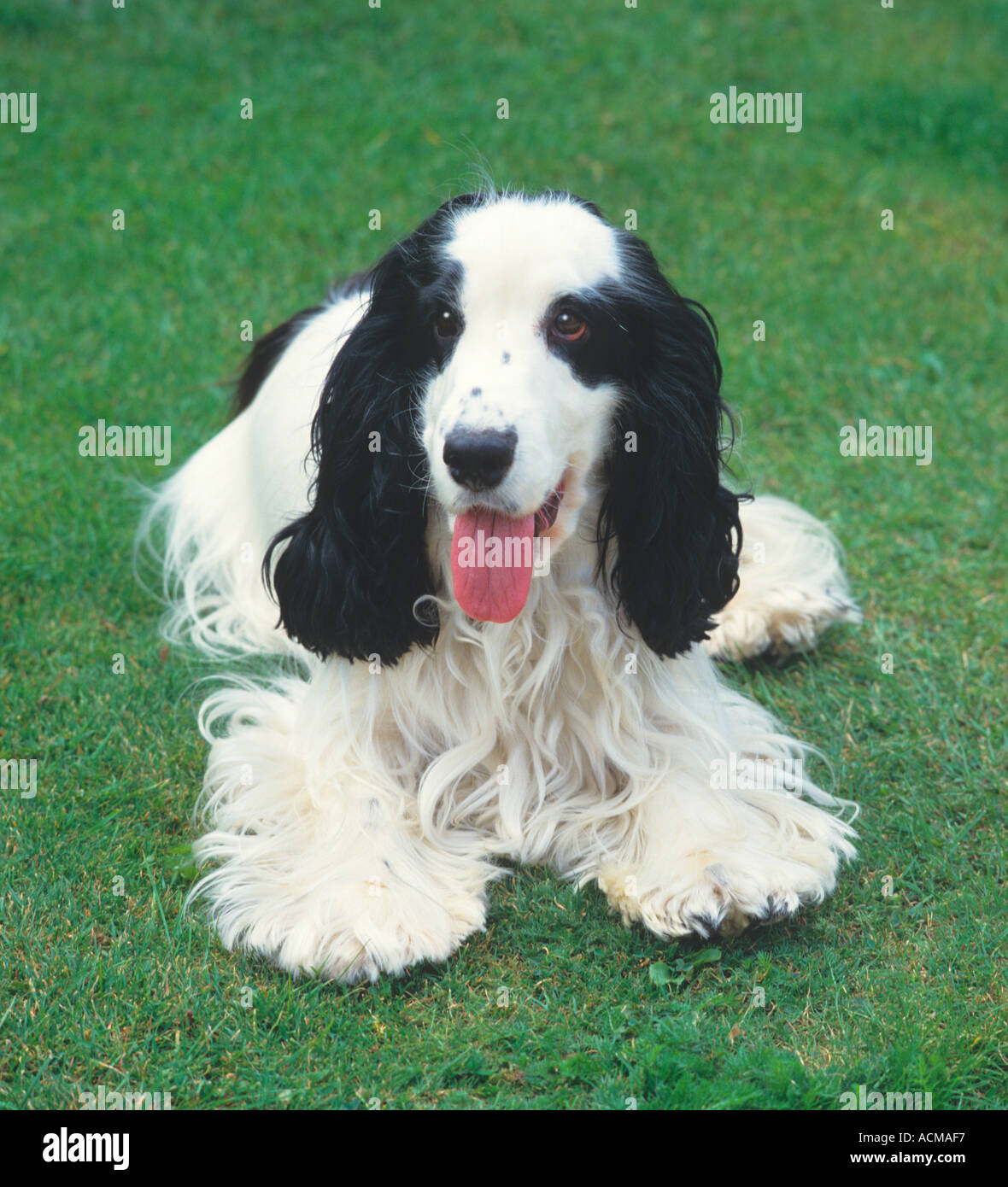 Cocker Spaniel Dog Stock Photo - Alamy