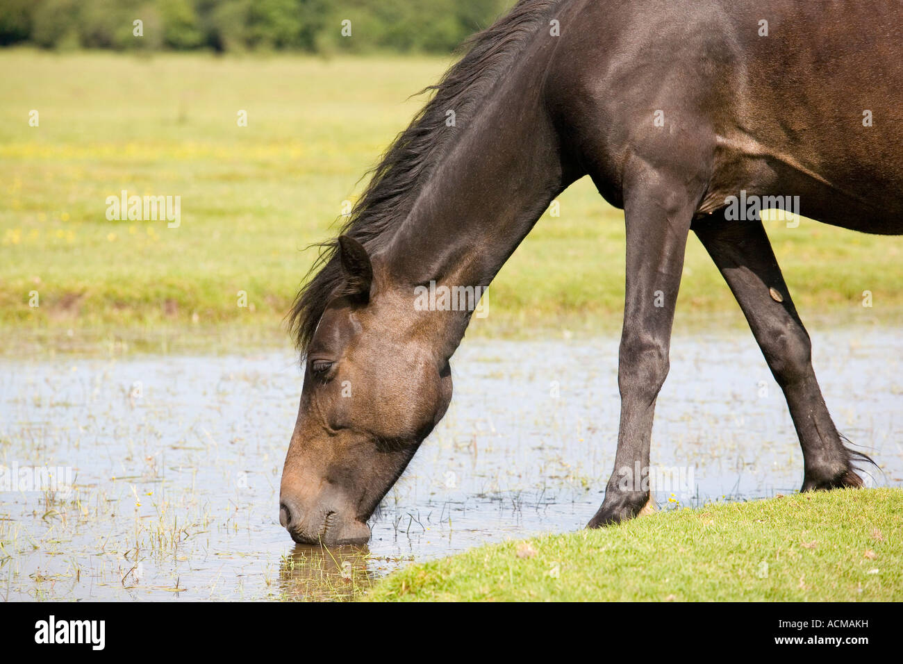 New Forest pony drinking at Balmer Lawn Brockenhurst New Forest Stock ...