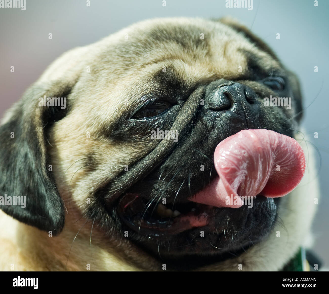 Pug with its tongue sticking out Stock Photo - Alamy