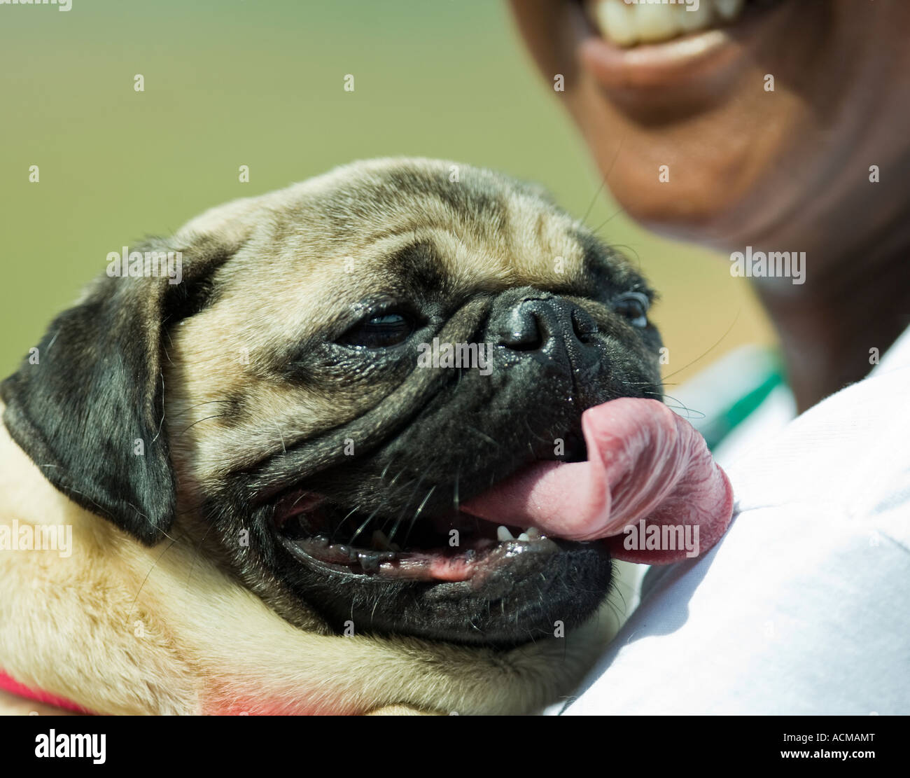 A dog owner holding her pet pug Stock Photo - Alamy