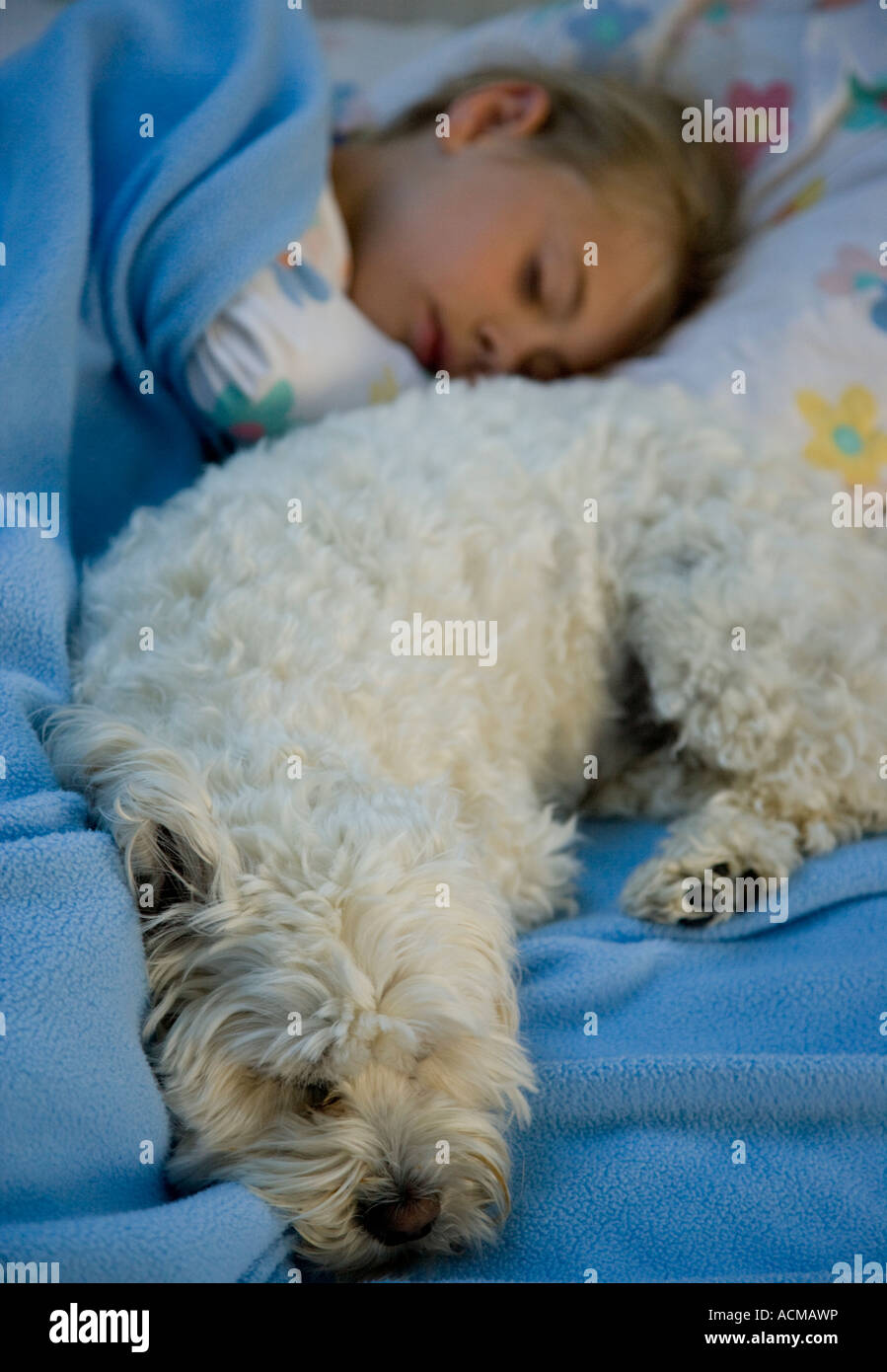 Sleeping cockapoo dog hi-res stock photography and images - Alamy