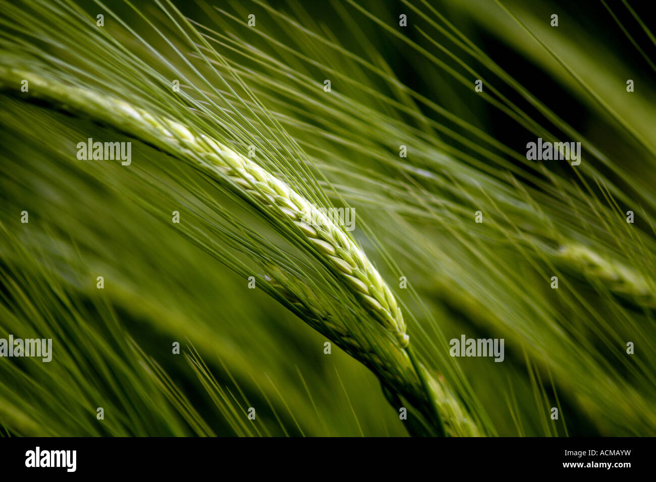 Barley husks hi-res stock photography and images - Alamy