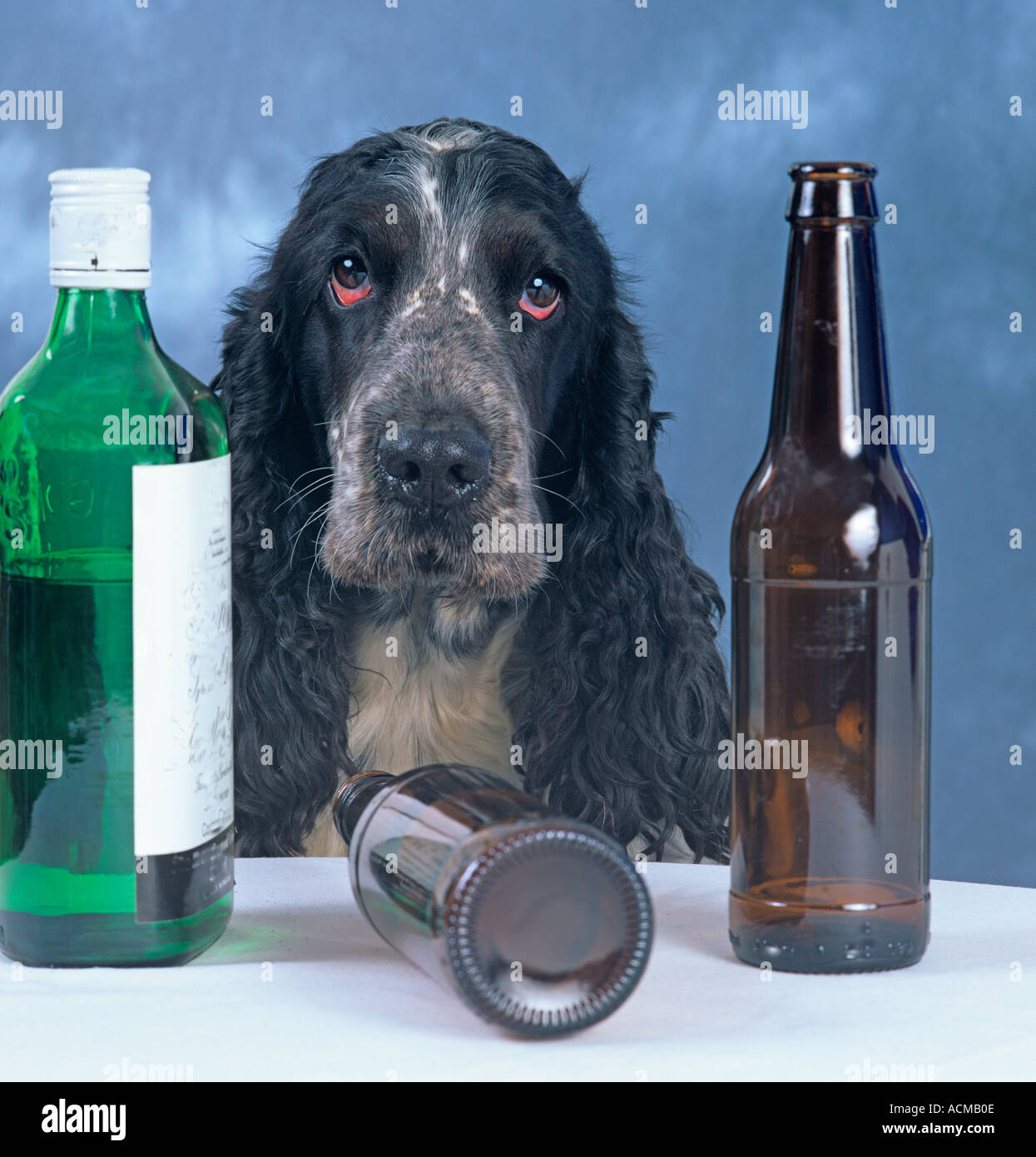 Cocker Spaniel Dog The Party Animal Stock Photo - Alamy