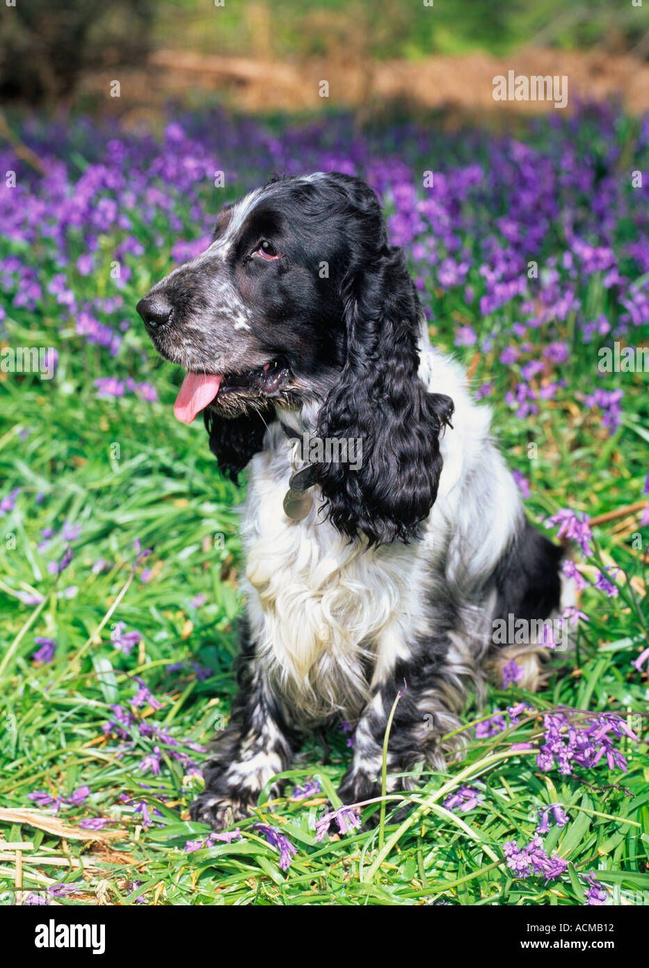 Cocker Spaniel Dog Stock Photo - Alamy