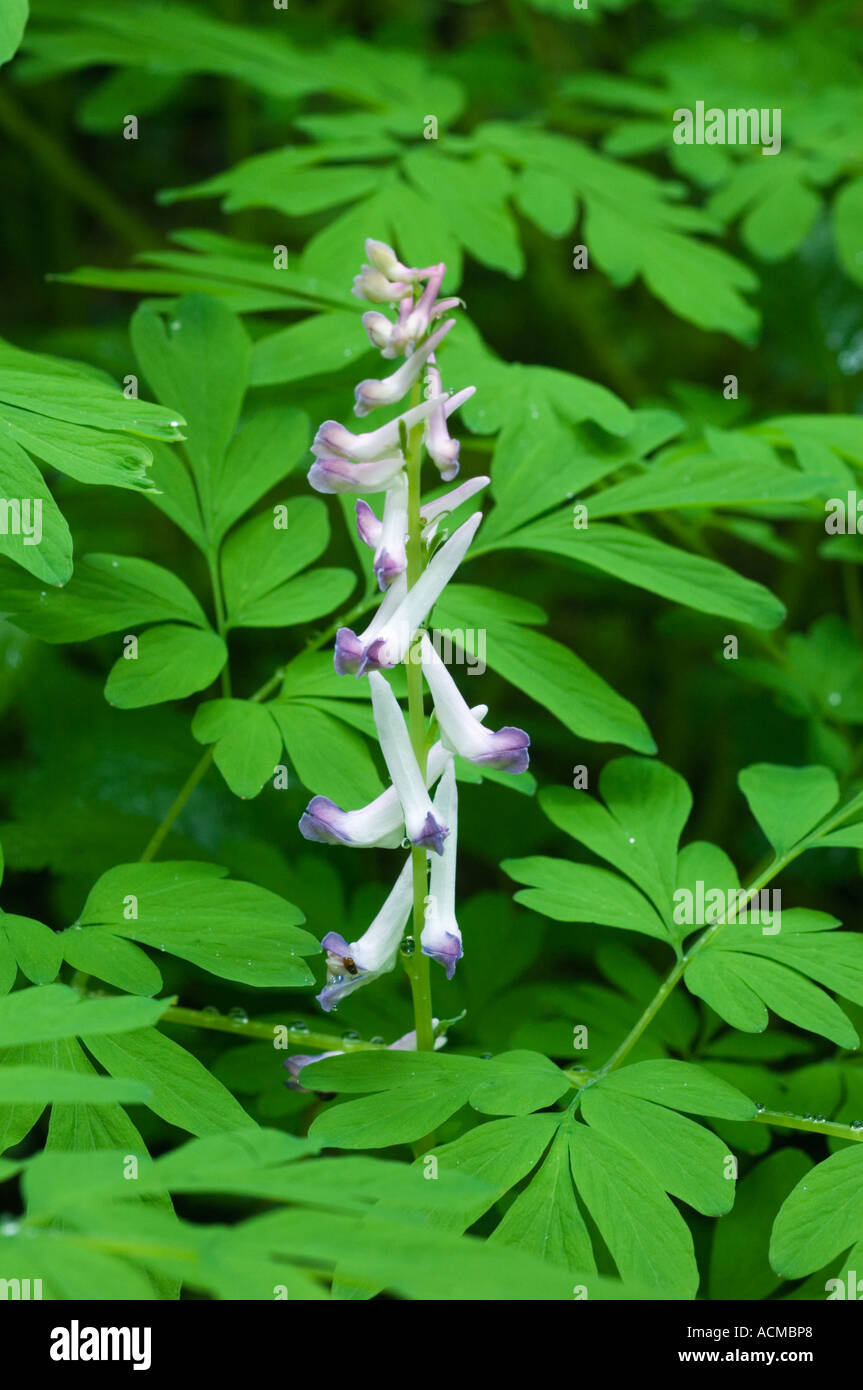 Corydalis flower hi-res stock photography and images - Alamy