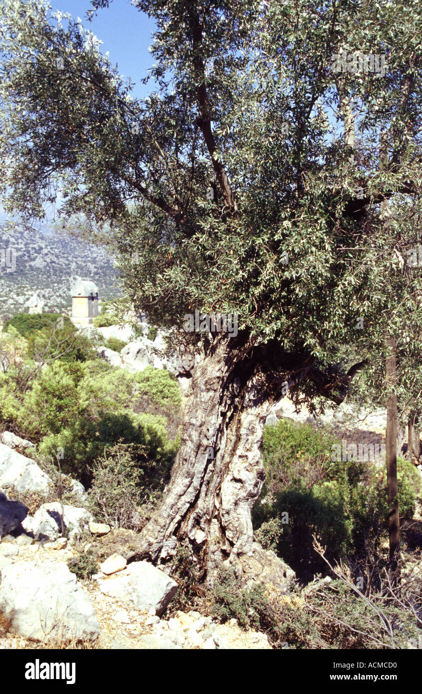 Olive tree growing on the side of a hill Turkey Stock Photo - Alamy