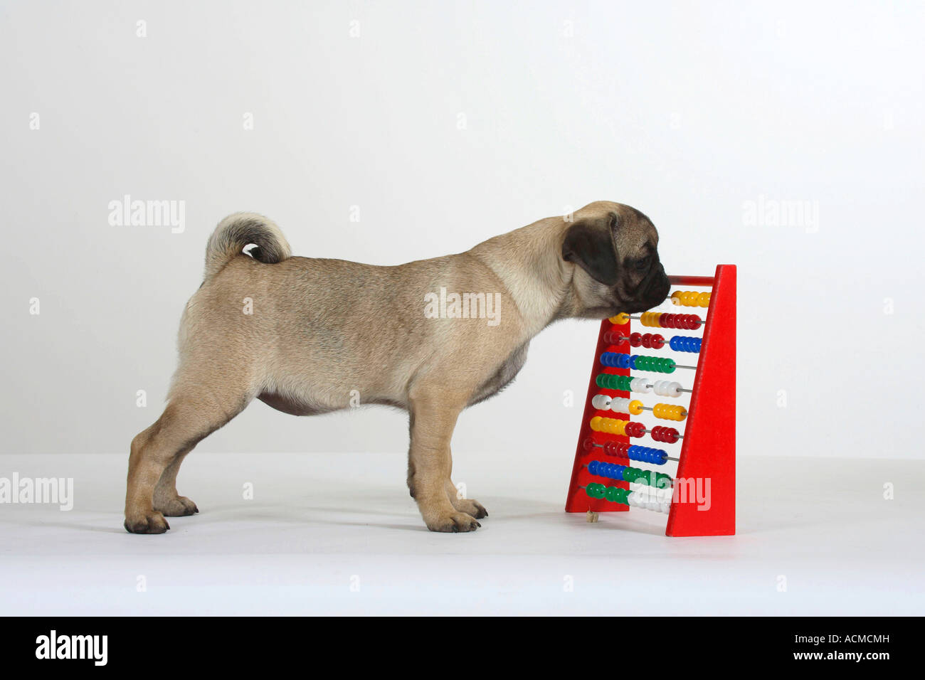 Pug puppy 16 weeks with abacus intelligence side Stock Photo - Alamy