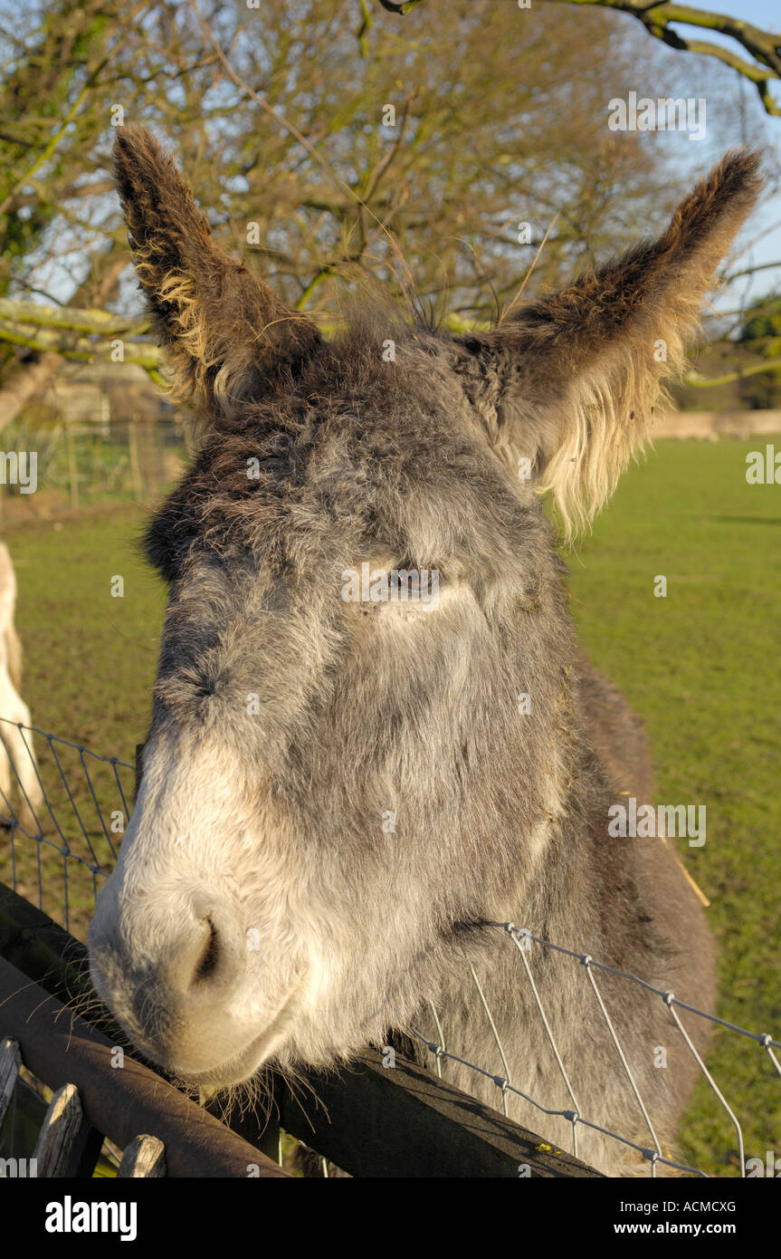 Donkey in a field Elmwood Farm Broadstairs Kent England Stock Photo - Alamy