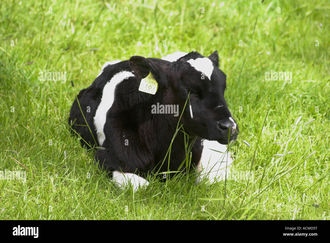A cow in Grange Stone Circle Lough Gur Stone Age Centre Bruff Co ...
