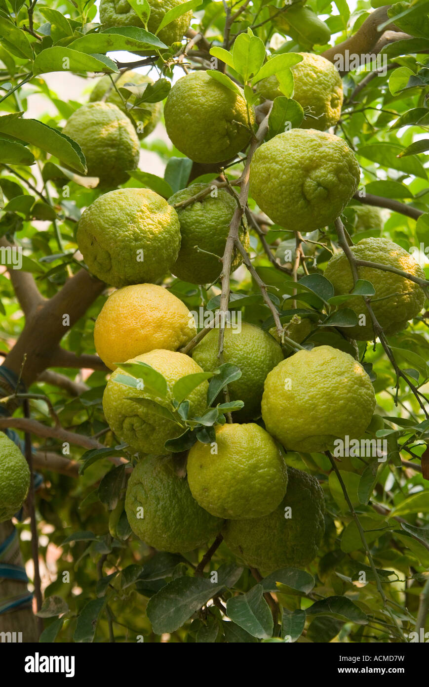 BUNCH OF LEMONS ON A LEMON TREE Stock Photo - Alamy