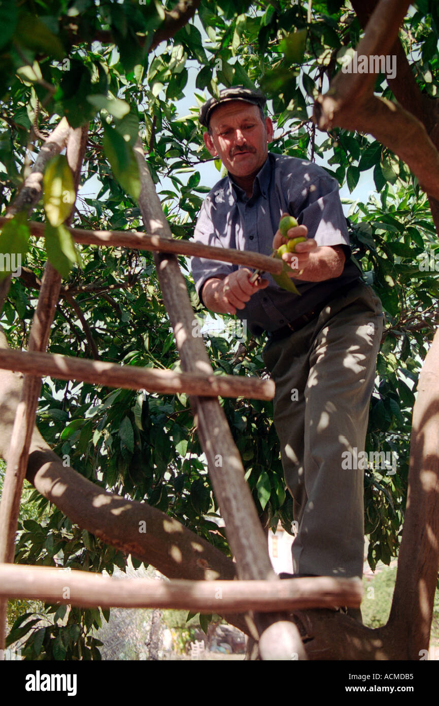 Fruit picking in a small village called Akiaka in South western Turkey Stock Photo - Alamy