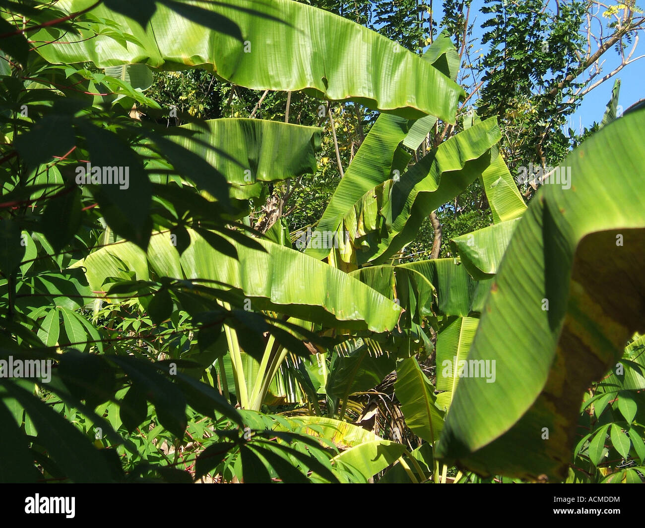 banana plants Bali Indonesia Stock Photo - Alamy
