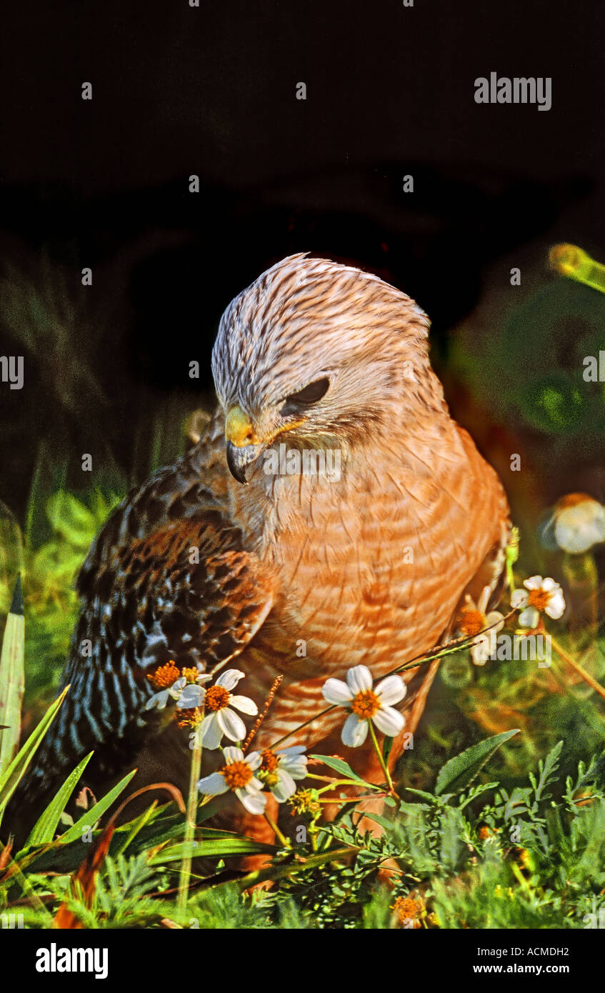 Hunting for beetles hi-res stock photography and images - Alamy