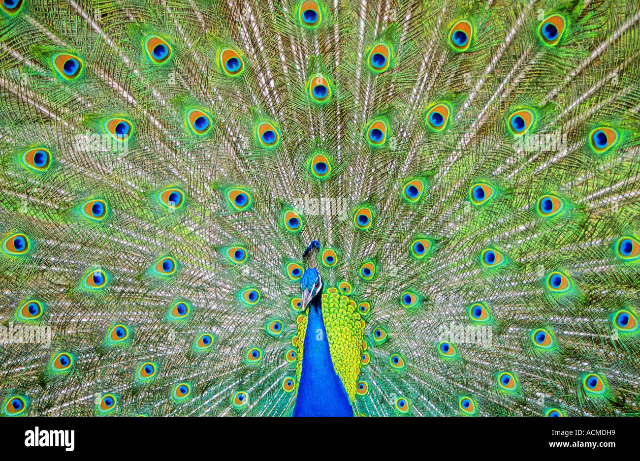 Male Peacock, or Common Peafowl in full courtship display in East ...