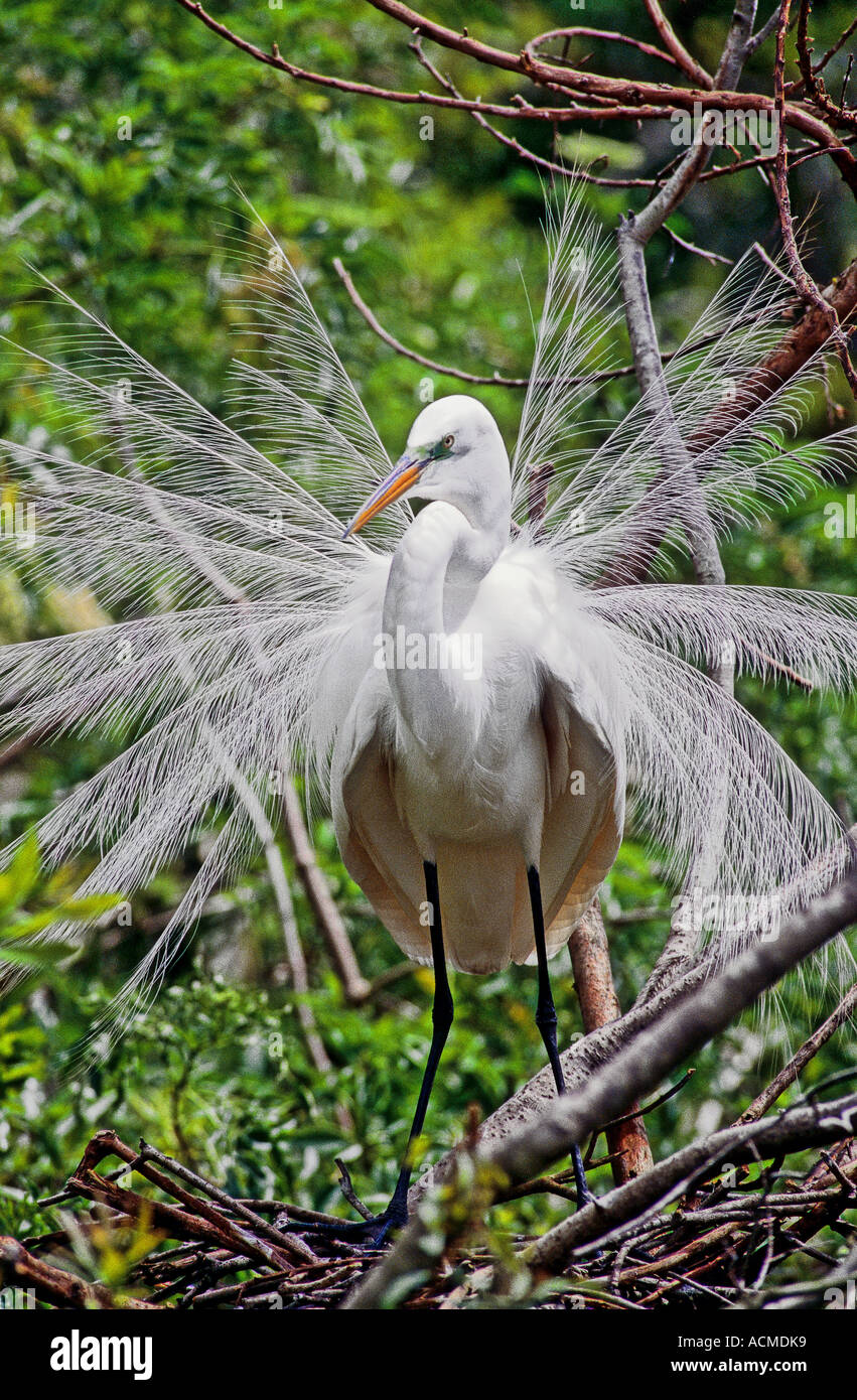 Great White or American Egret in full courtship display at the Rookery ...