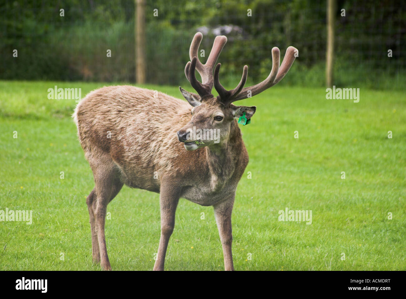 A stag at Bunratty Folk Park Co Clare Ireland Stock Photo - Alamy