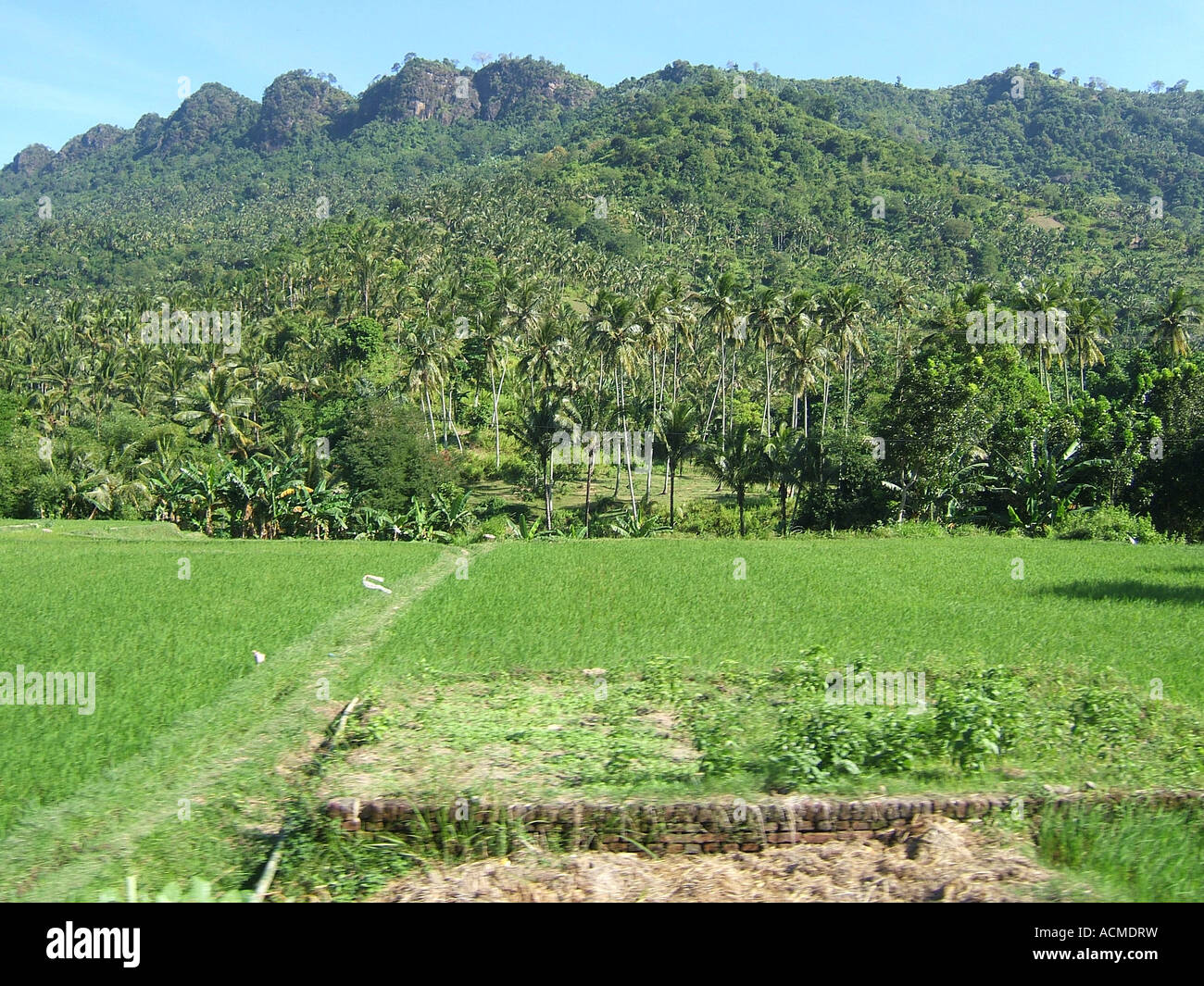 Rice paddies Bali, Indonesia Stock Photo - Alamy