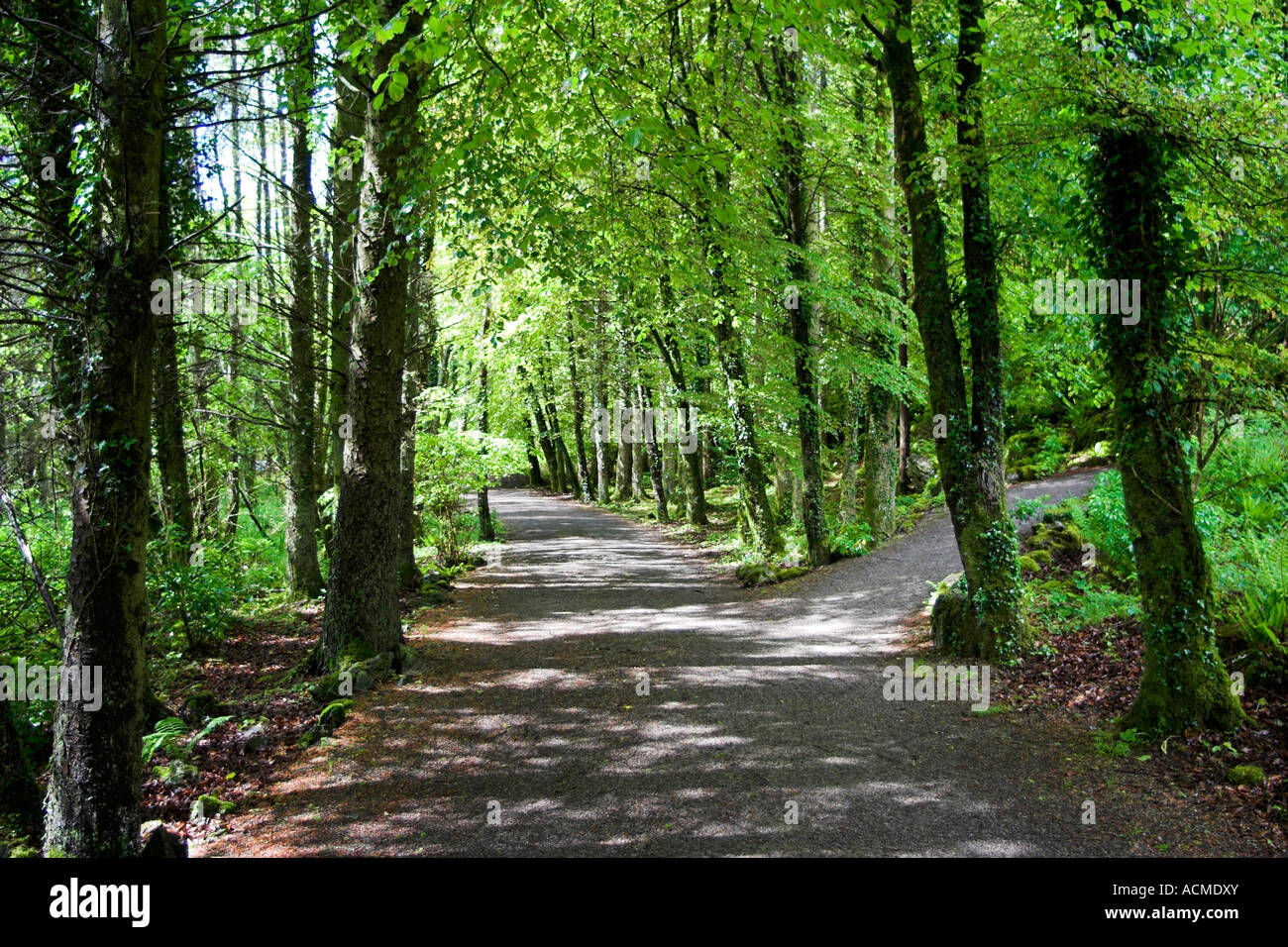Co clare paths hi-res stock photography and images - Alamy